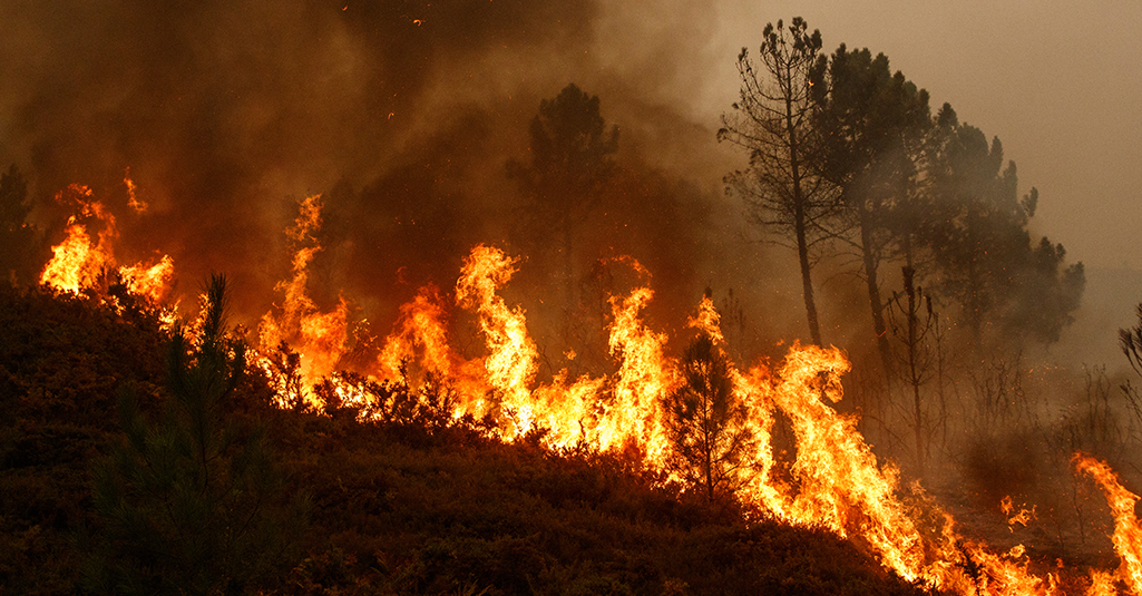 How to Prepare for a Wildfire - Quill Blog
