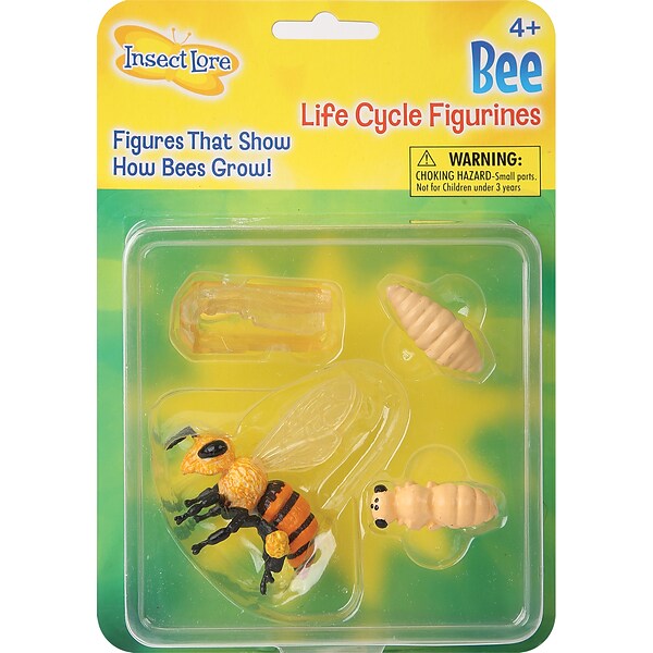 Insect Lore Bee Life Cycle Stages, Grades PreK-3 | Quill.com